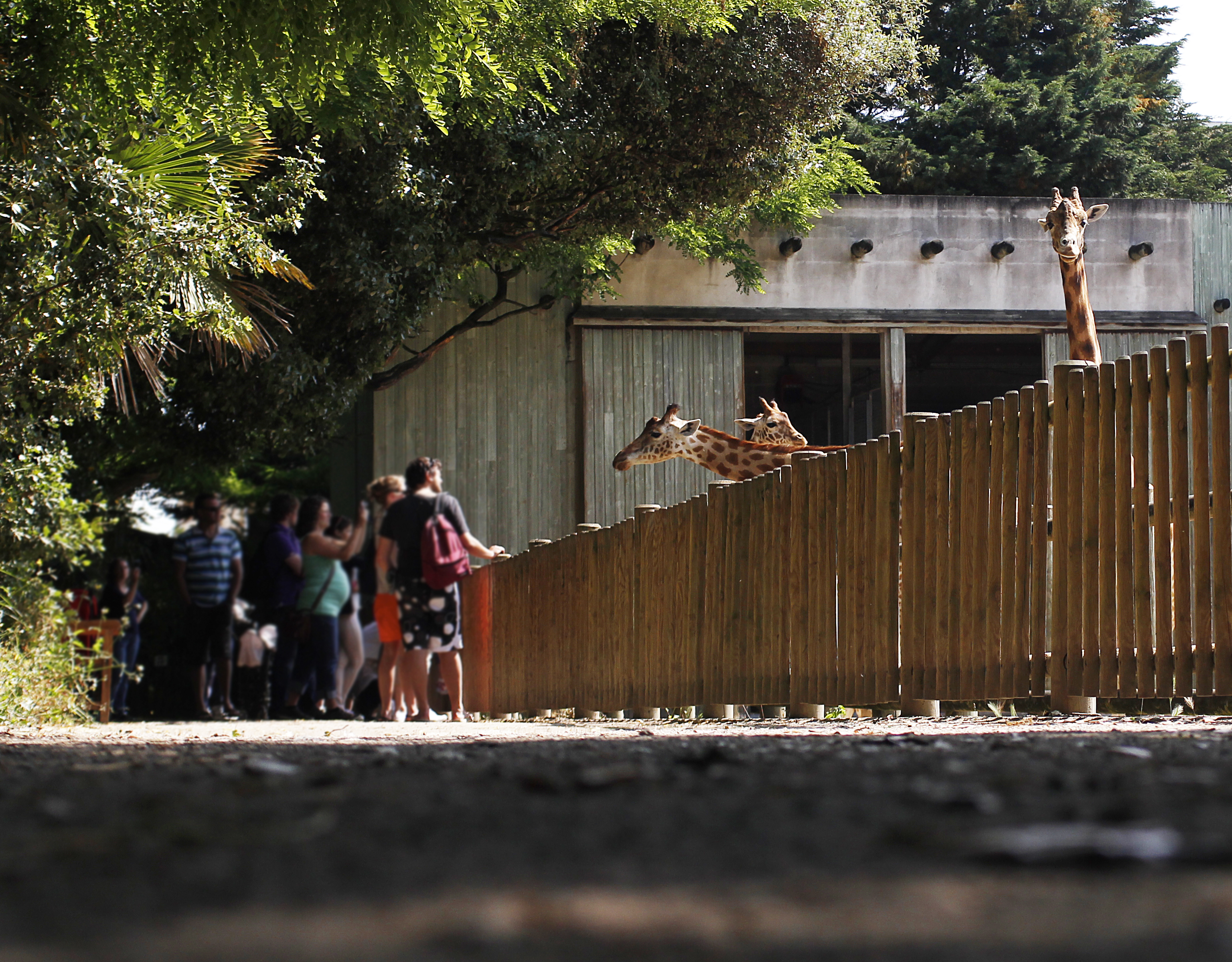 Zoo en images – Zoo des Sables d'Olonne