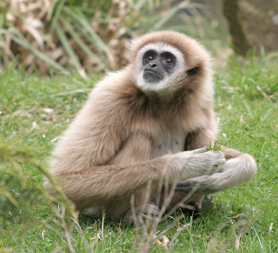 Gibbon à mains blanches – Zoo des Sables d'Olonne