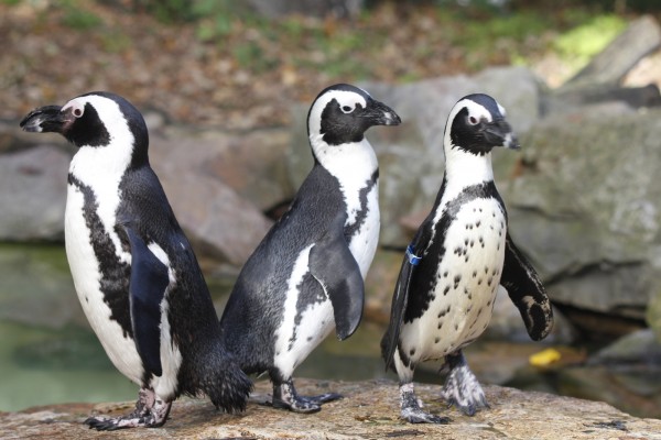 Animaux – Zoo des Sables d'Olonne