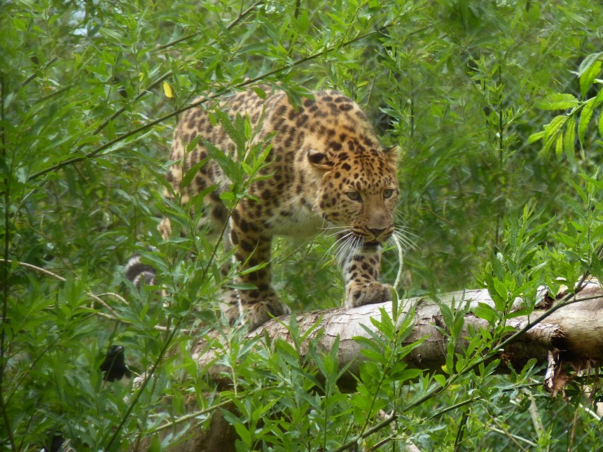 Zoo en images – Zoo des Sables d'Olonne