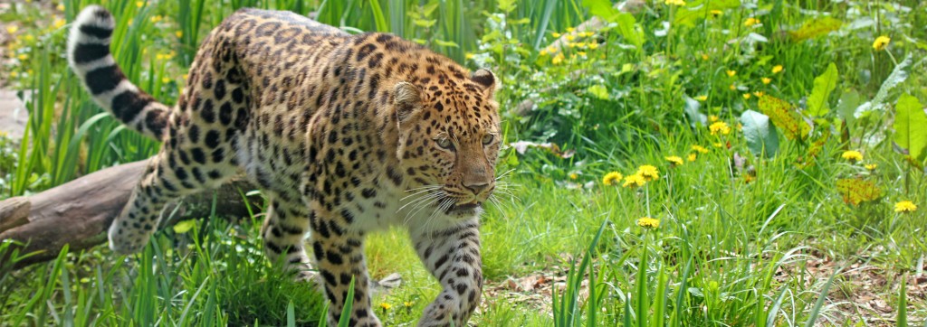 Zoo des Sables d'Olonne – L'Ecozoo des Sables d'Olonne