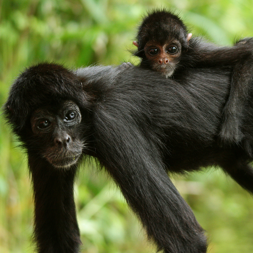 Atèle 2017 – Zoo des Sables d'Olonne