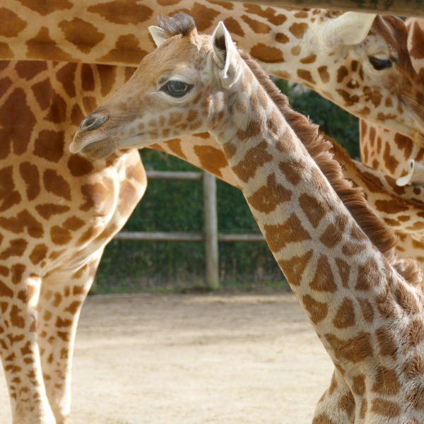 Moundou 2019 – Zoo des Sables d'Olonne