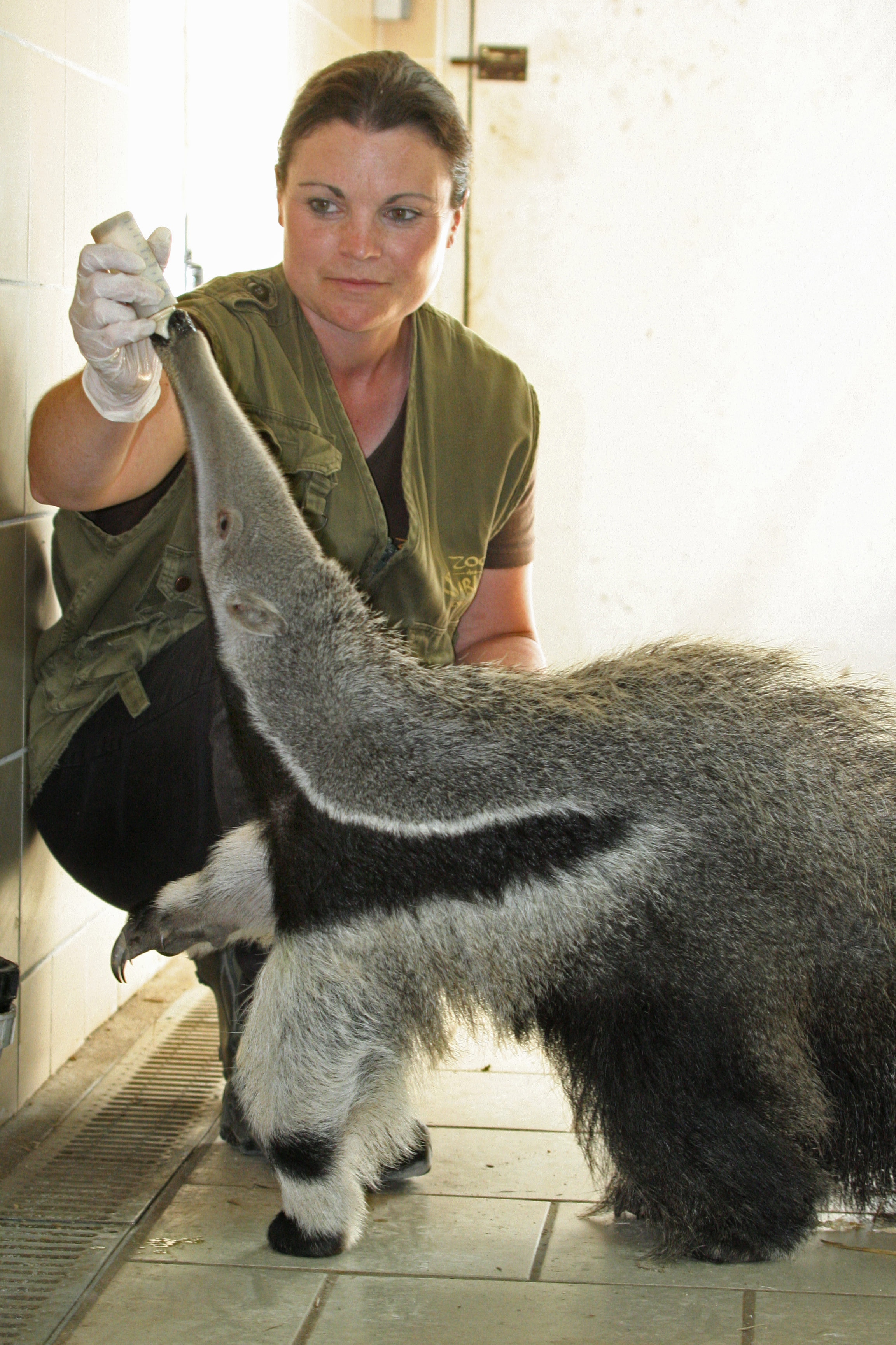 Fourmilier géant nourrissage jeune – Zoo des Sables – SSilhol – Zoo des ...