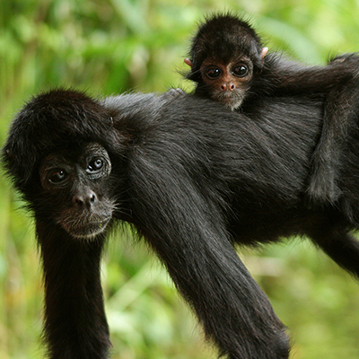 atèle 2017 – Zoo des Sables d'Olonne