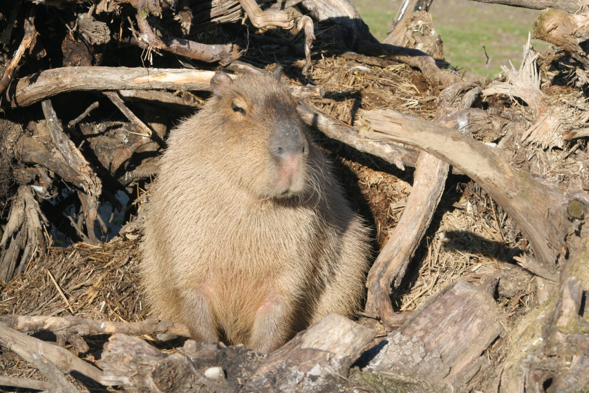 Capybara – Zoo des Sables d'Olonne