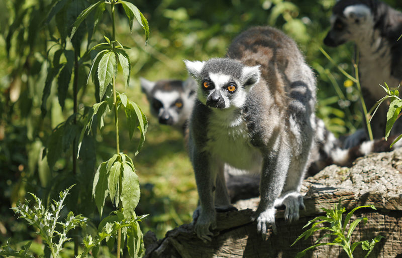 Animaux – Zoo des Sables d'Olonne
