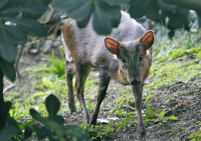 Animaux – Zoo des Sables d'Olonne