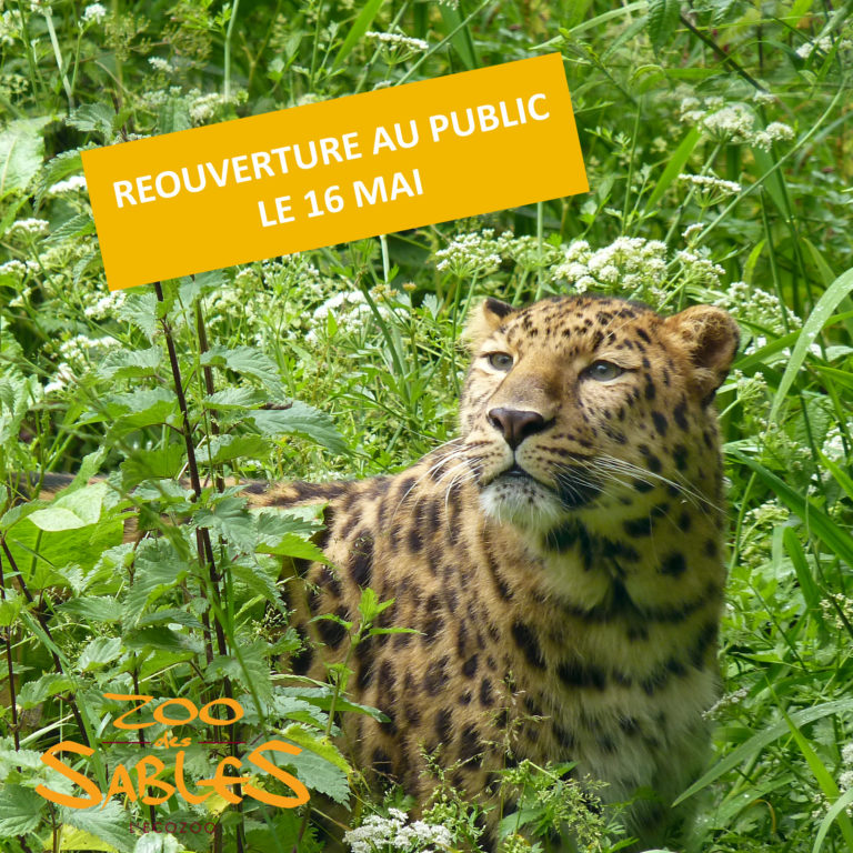 Visuel réouverture Site – Zoo des Sables d'Olonne