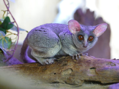 Northern lesser galago – Zoo des Sables d'Olonne