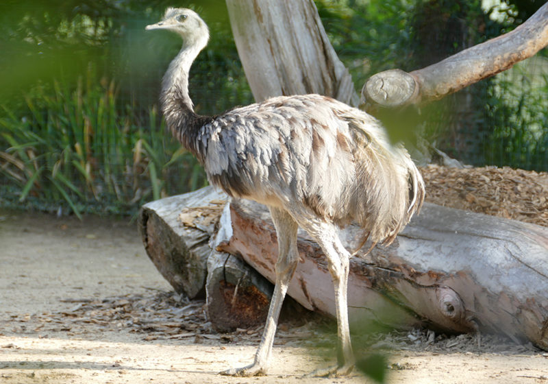 Nandou – Zoo des Sables d'Olonne