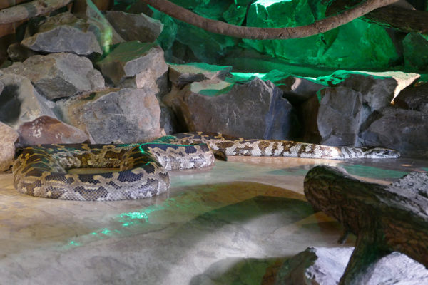 Burmese python – Zoo des Sables d'Olonne