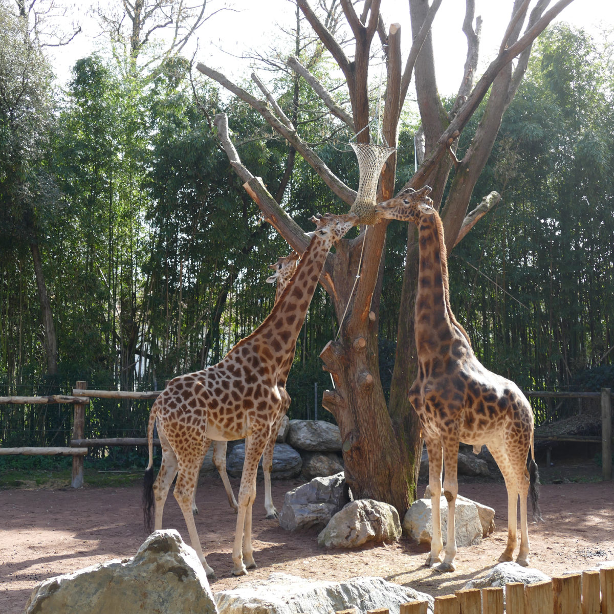 Actualités – Zoo des Sables d'Olonne