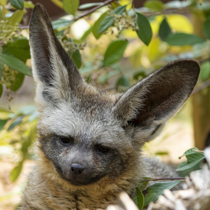 Zoo des Sables d'Olonne – L'Ecozoo des Sables d'Olonne