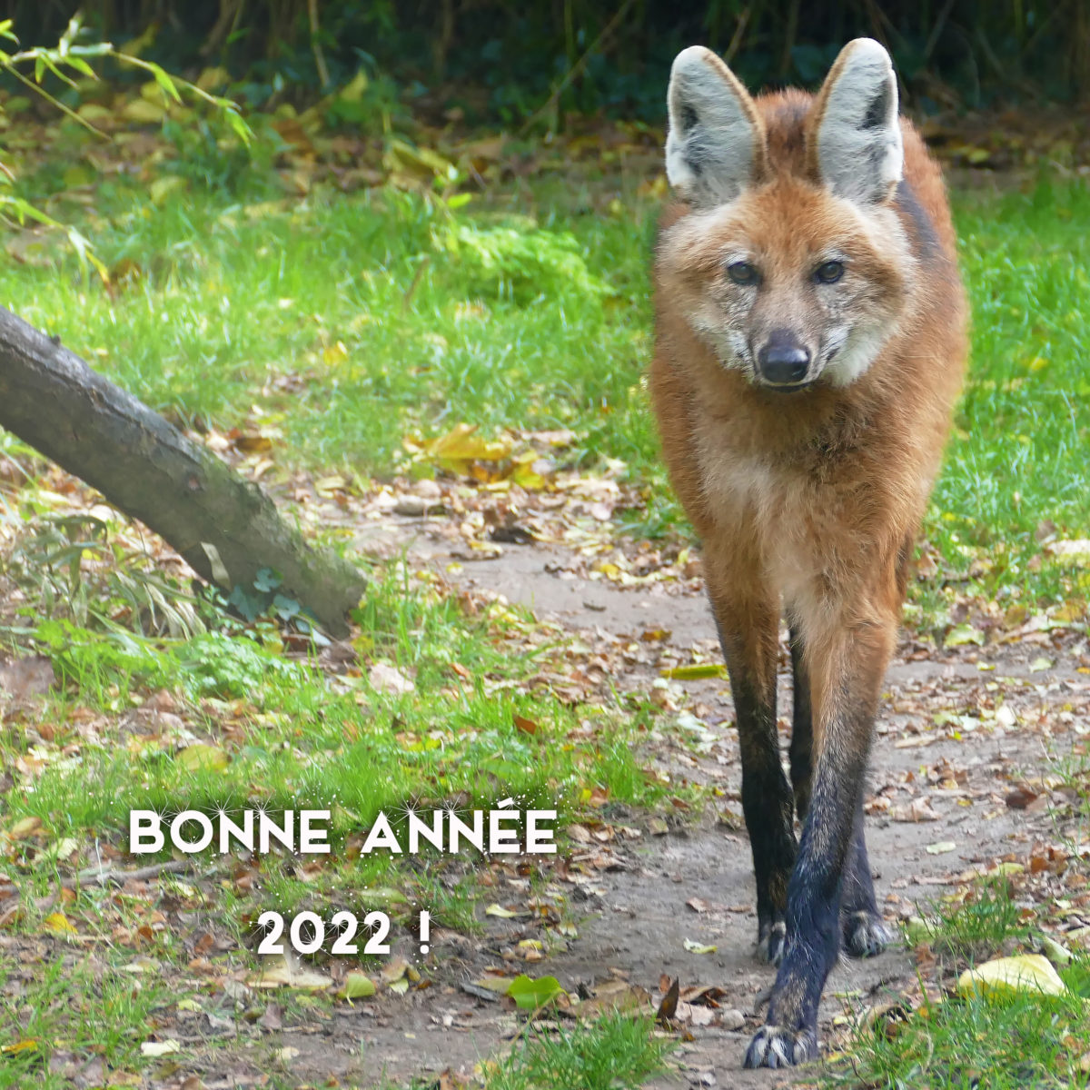 Actualités – Zoo des Sables d'Olonne