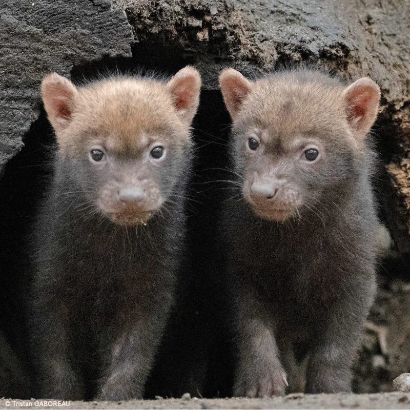 Zoo des Sables d'Olonne – L'Ecozoo des Sables d'Olonne
