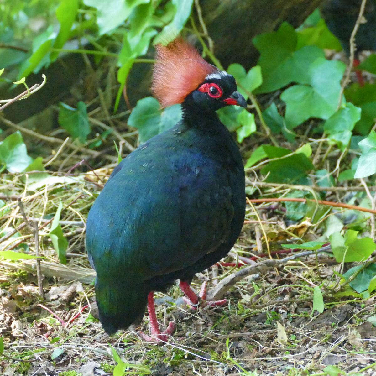 Arrivée d’un couple de roulouls couronnés – Zoo des Sables d'Olonne