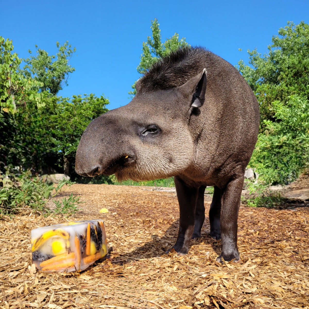 Zoo des Sables d'Olonne – L'Ecozoo des Sables d'Olonne