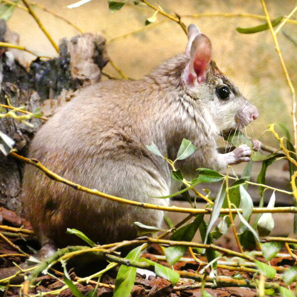 Zoo des Sables d'Olonne – L'Ecozoo des Sables d'Olonne