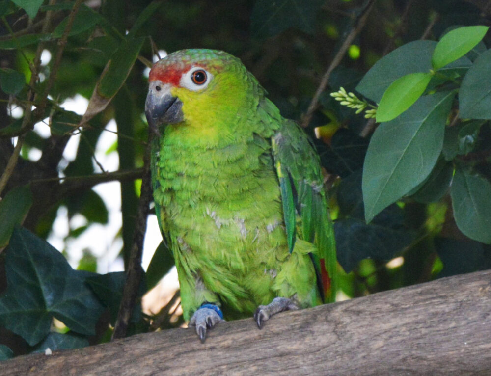 Lion de l’Atlas – Zoo des Sables d'Olonne