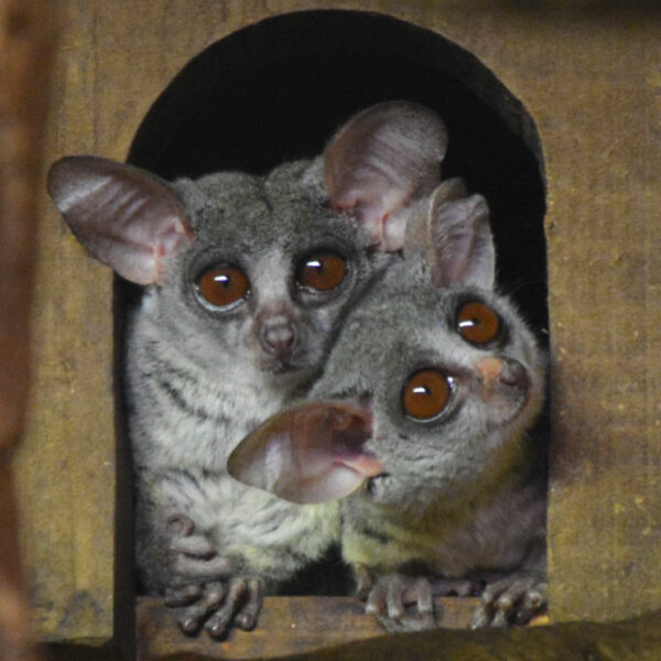 Arrival of a female northern lesser galago – Zoo des Sables d'Olonne