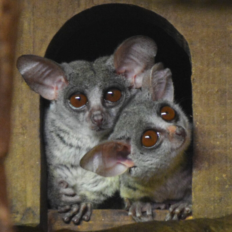 Arrivée d’une femelle galago du Sénégal – Zoo des Sables d'Olonne
