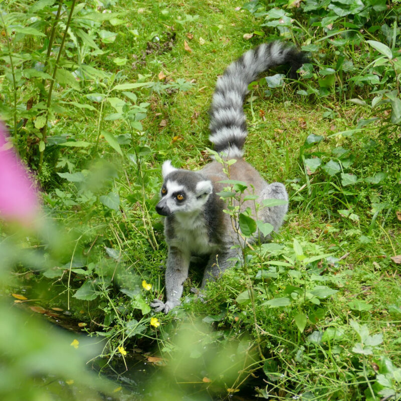 Zoo des Sables d'Olonne – L'Ecozoo des Sables d'Olonne