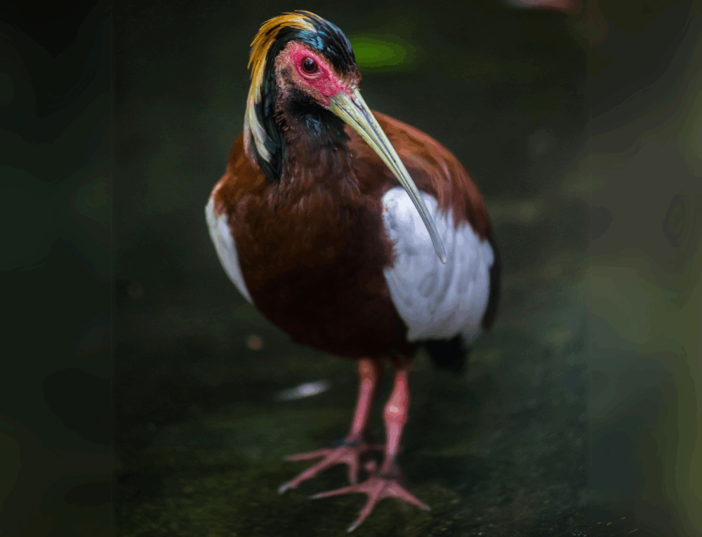 Lion de l’Atlas – Zoo des Sables d'Olonne