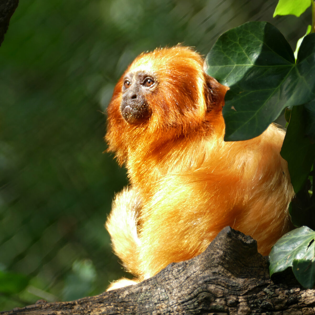 Arrival of two golden lion tamarins – Zoo des Sables d'Olonne